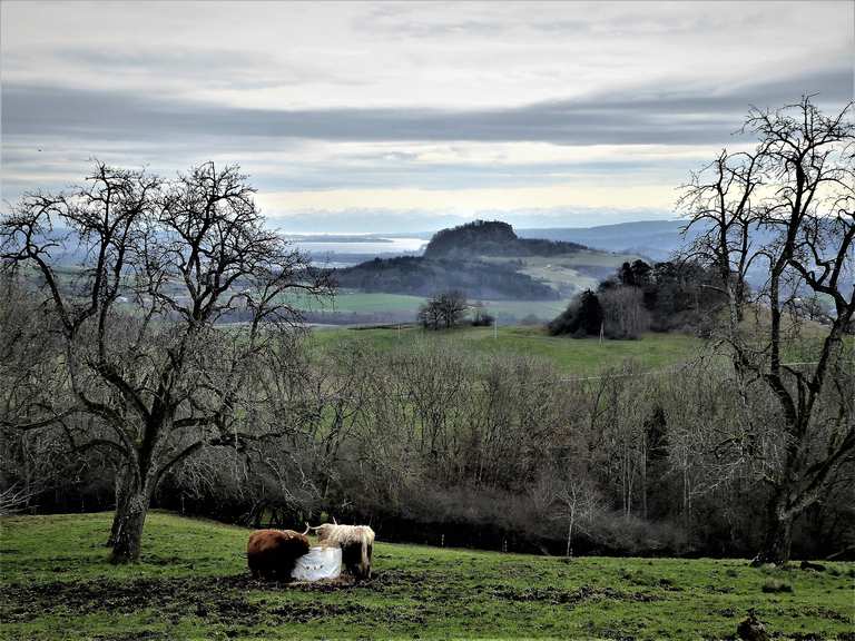 Hohenstoffeln, Panoramaweg - Runde ab WP Weiterdingen 29.12.22 ...