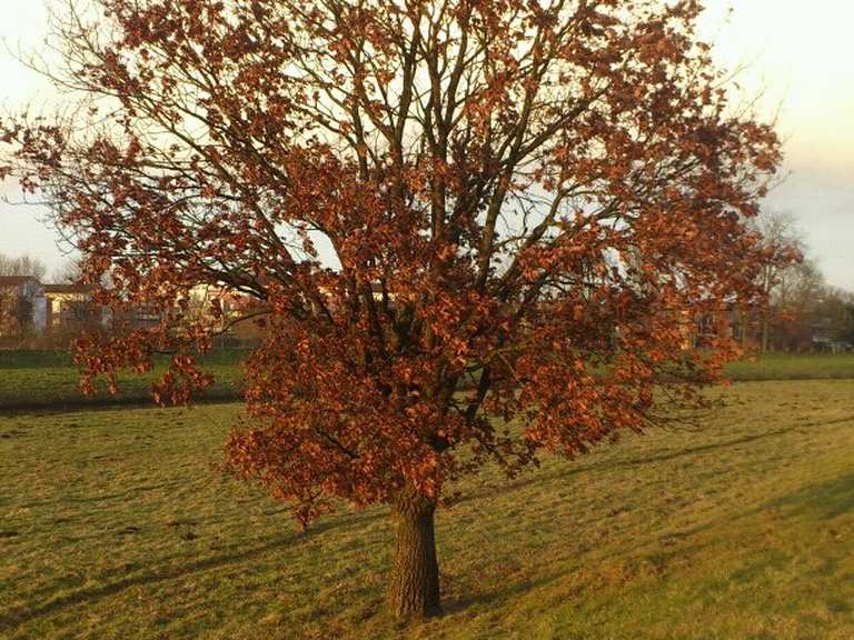 Bramsche Hasesee | Wanderung | Komoot