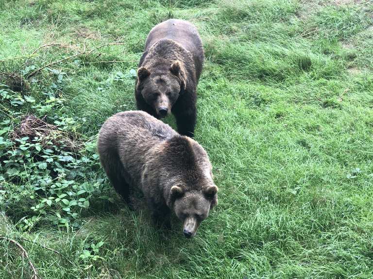 BayerWald 🌲🐻🦉Nationalpark Wildgehege - Baumwipfelpfad | hike | Komoot