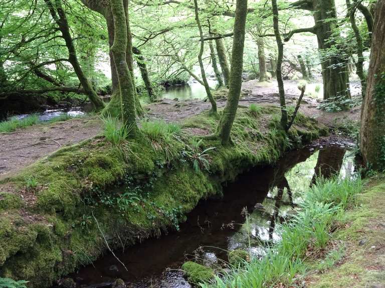 Golitha Falls - England Cornwall | hike | Komoot