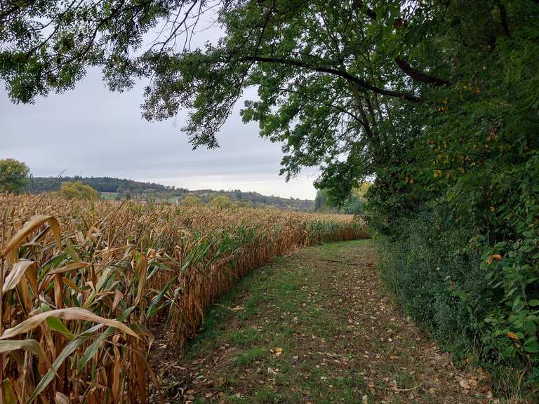 Ellmendingen - Pfinz, Wald und Wiesen Runde | Wanderung | Komoot