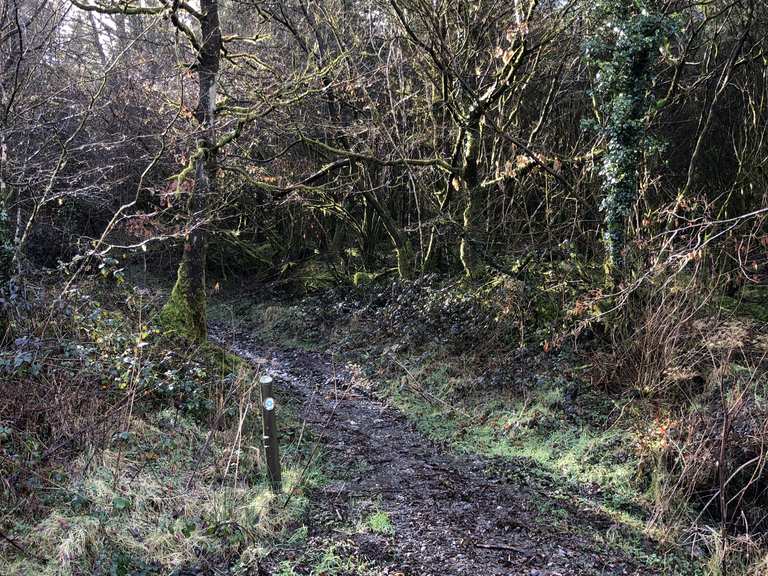 Cwmdubach Walk : Brechfa Forest | hike | Komoot