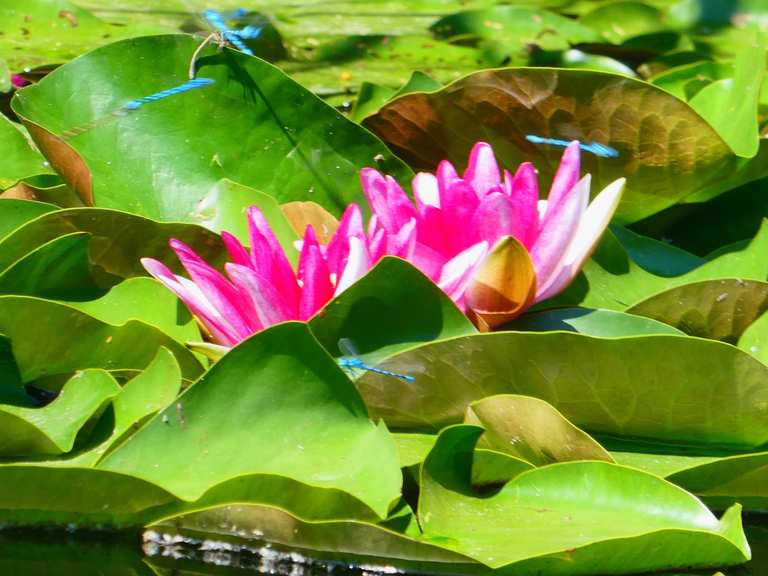 Supn Feringasee 🏄‍♀️ | Tour | Komoot