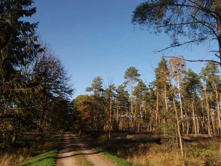 Rad-Wandern im Forst Bad Bentheim-20km | bike Tour | Komoot