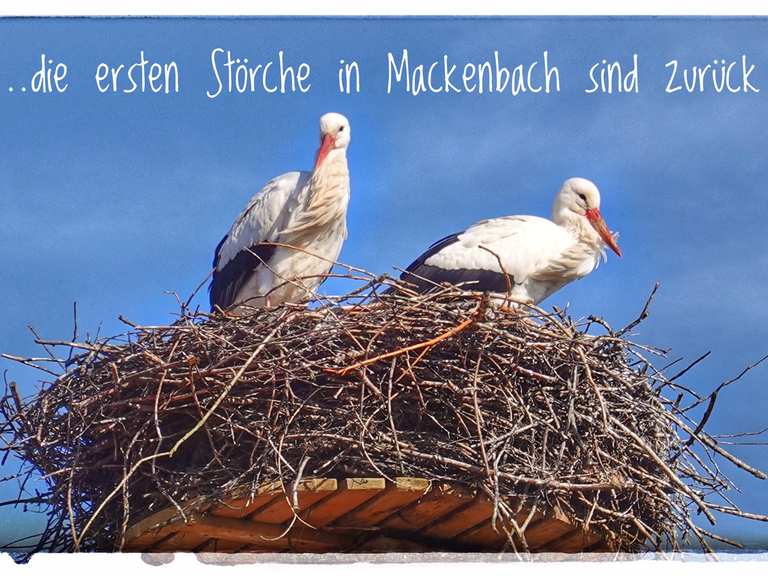 2022-03-13 Mackenbach Golfplatz zum Hebenhübel>Fünfeckstein | Wanderung ...