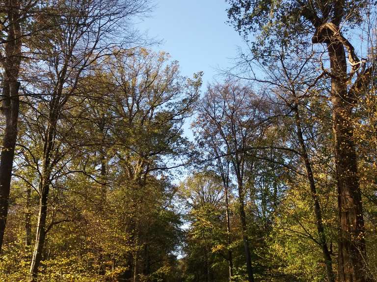 Rad-Wandern im Forst Bad Bentheim-20km | bike Tour | Komoot