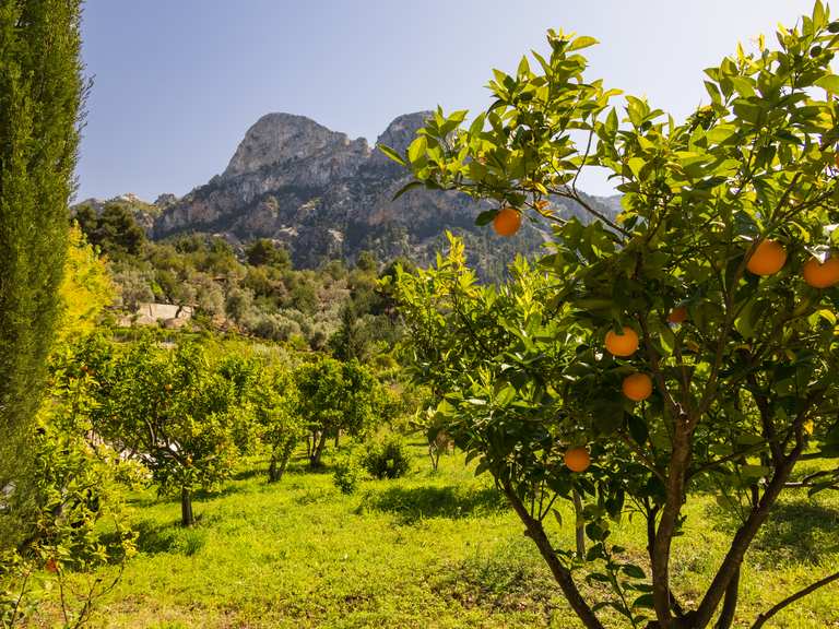 Mallorca: Binibassi, Fornalutx und Biniaraix | Wanderung | Komoot