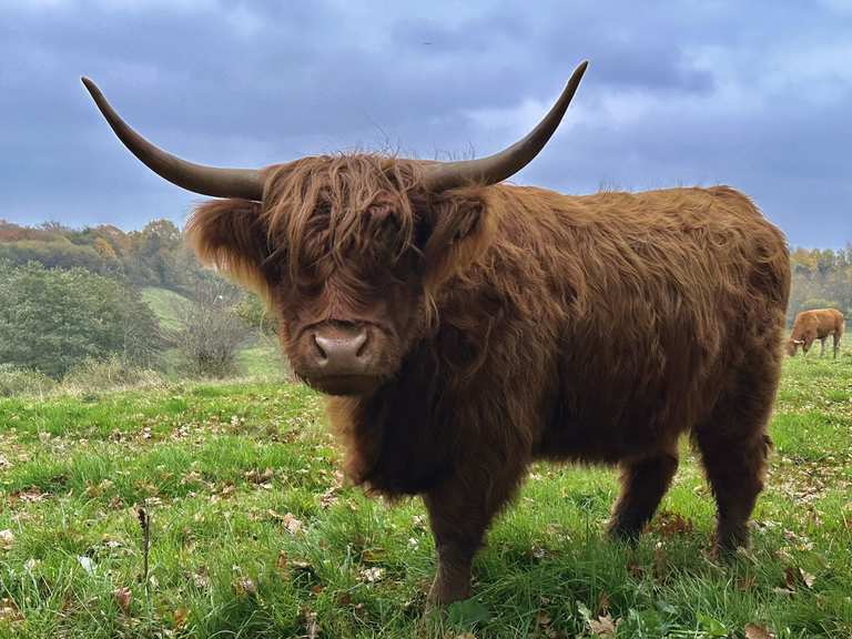Fjordinger & Scottish Highland Cattle auf Novemberrunde über Dreilinden ...