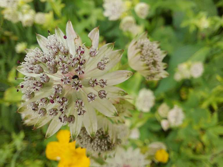 Zum Blutspenden an die kleine Lauter. 🦟🦟🦟🦟🦟🦟🦟🦟🦟🦟🦟 🦟🦟🦟 | Wanderung | Komoot