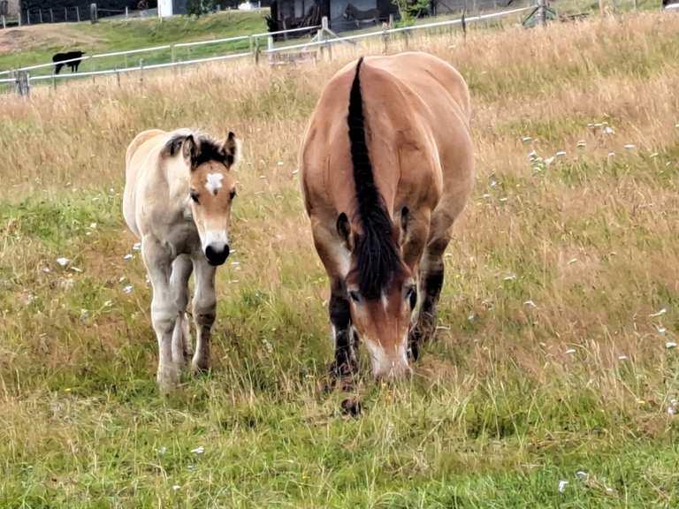 Chenogne. | Wanderung | Komoot