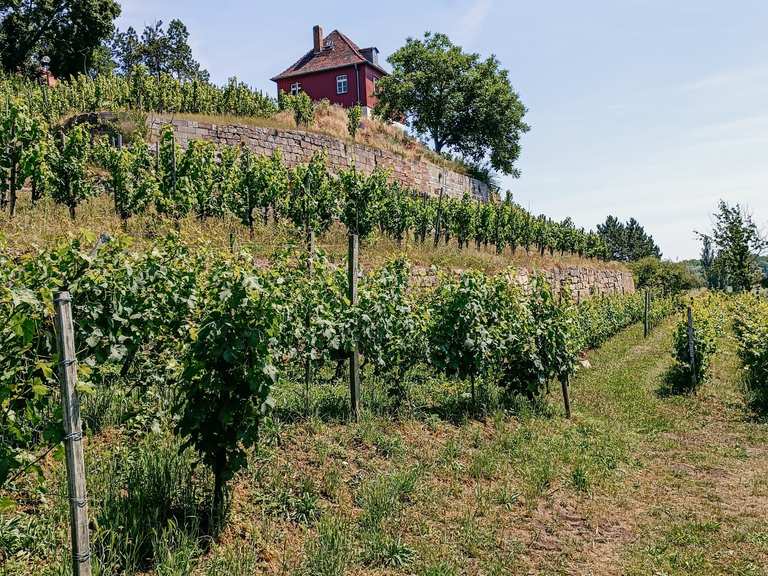 Wandern und Radfahren in der Weinregion Saale Unstrut in Sachsen-Anhalt ...