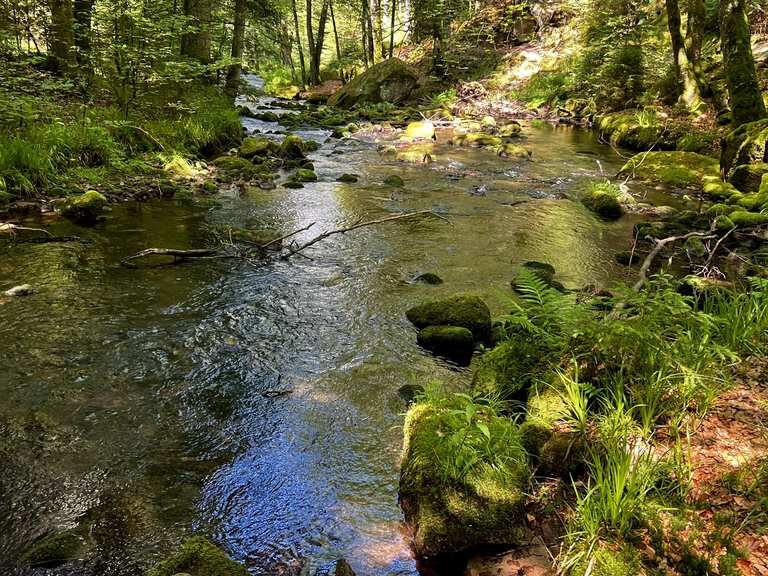 🙋‍♂️🙋🙋‍♂️🙋‍♀️von Kaltenbronn zum Hotel 🏨 zur alten Mühle 🌤 Hohloturm ☺️ ...