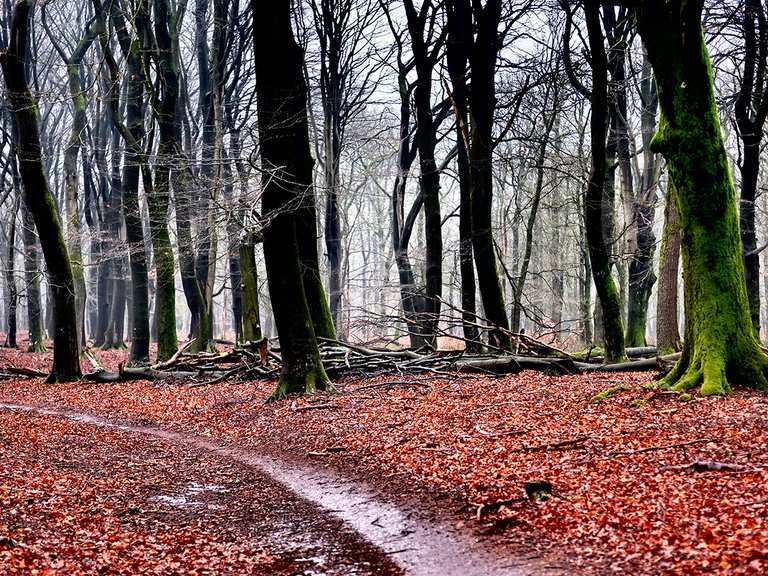 Uddel - Het Loo 2 | wandeling | Komoot