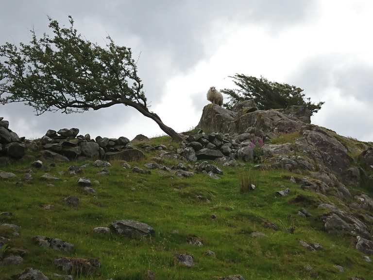 Wales: Roman Steps und Bwlch Drws Ardudwy, rund um den Rhinog Fawr ...