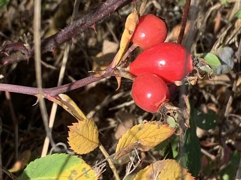 Nationalpark: Frankenau-Quernst-Gellershausen-Frebershausen | Wanderung ...