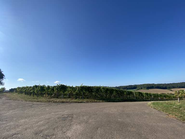 Tiefenbach - Elsenz Zwei Seen Rundtour durch die Weinberge und Wälder ...