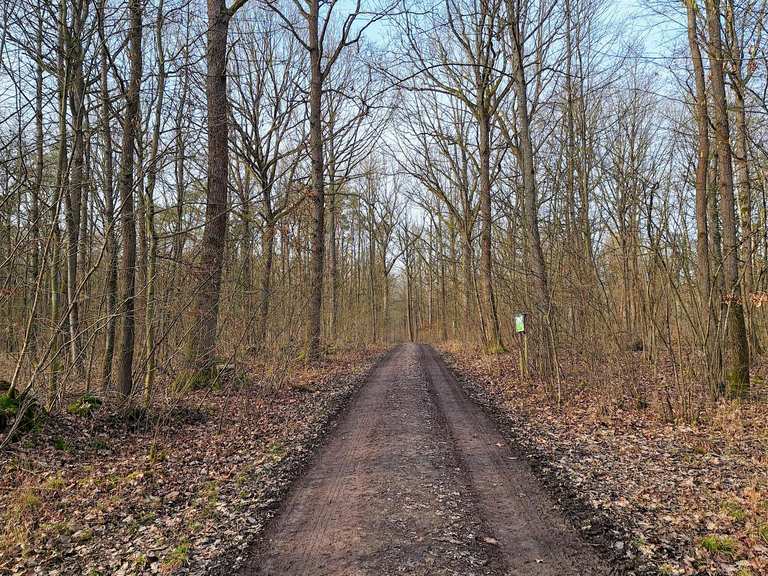 🚶‍♂️🔁 Schöner Wald - Feldweg am Stadtrand von Würzburg 🌲🪵🌳 | Wanderung ...