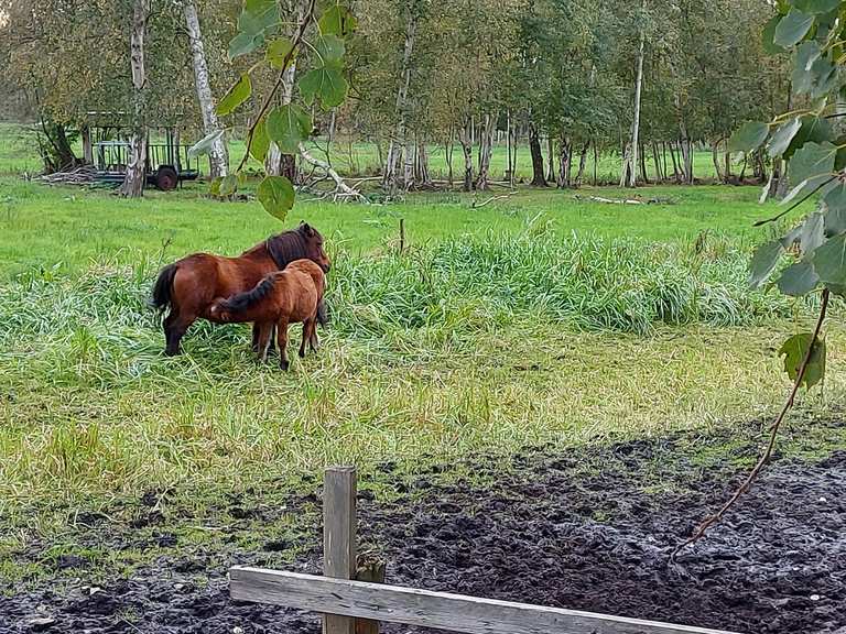 Runde von Buxtehude nach Hedendorf und Neukloster | Wanderung | Komoot