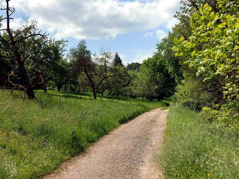 Aichwald-Aichelberg 🙋‍♂️🙋‍♀️- 🌞🌳🌲🌸🦋RW 10 - durch den Schachenwald und ...