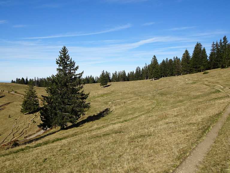 Wanderung - Feldberg - Premiumwanderweg Feldbergsteig - Wanderweg des ...