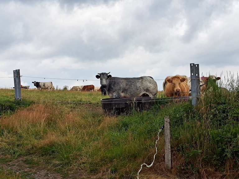 Chenogne. | Wanderung | Komoot