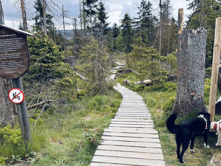 🧙‍♀️🧹 Hexenstieg: Etappe 3 und dreiviertel 4 🫣🤪 | Wanderung | Komoot