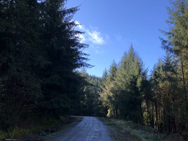 Cwmdubach Walk : Brechfa Forest | hike | Komoot