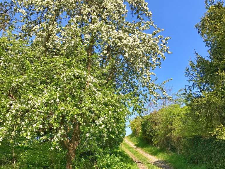 2. Rundweg Ober-Beerbach (OB 2) | hike | Komoot