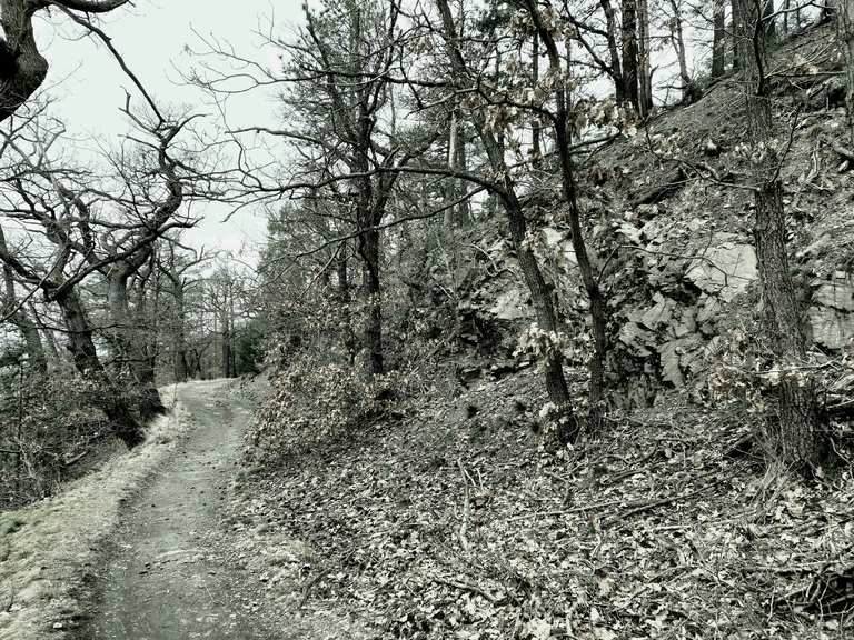 Grauer Tag - graue Runde ums Schloss | Mountainbike-Tour | Komoot