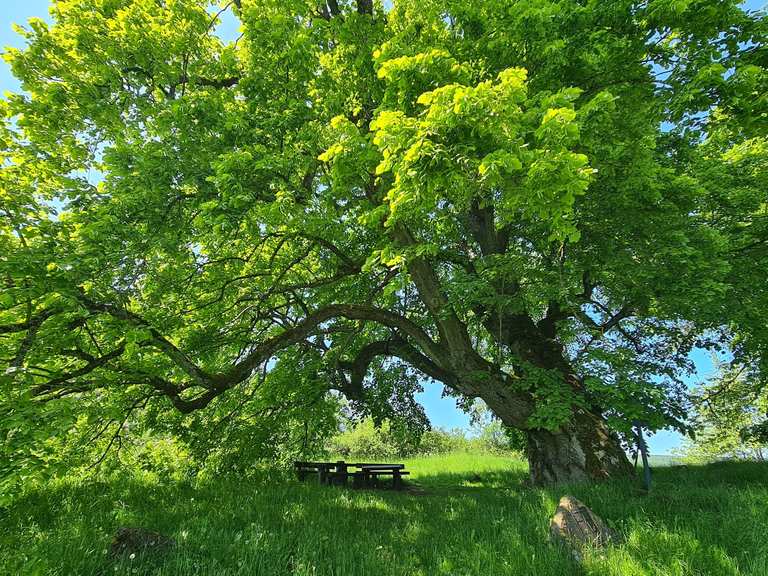 Burg Greifenstein, über Waldernbach-Winkels-Holzhausen, Beilstein ...
