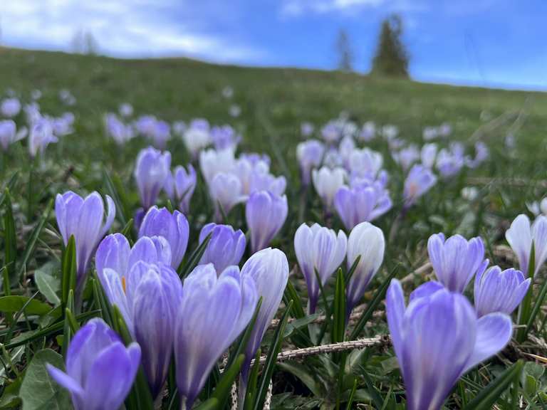 Krokusblüte: Ellegghöhe (1126m) | Wanderung | Komoot