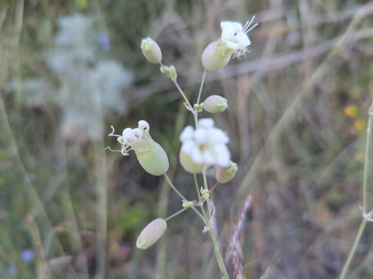 Von Lipari ( Gattopark) nach Capparo | Wanderung | Komoot