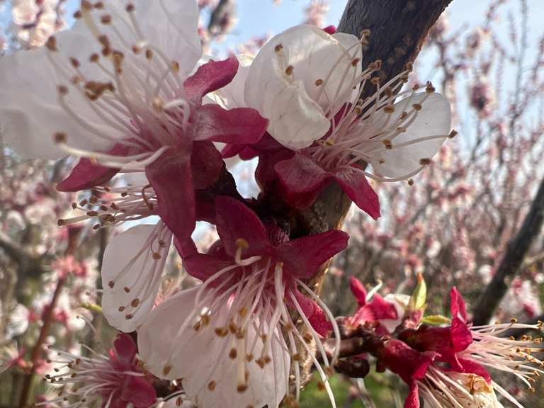 Remstal 🌸🌺👀🧑‍🎨 Kirschblütenweg - Aprikosen-und Mandelbaum-Hain ...