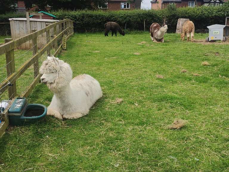Whitegate to Treborth Campsite (train Chester-Bangor) | bike Tour | Komoot