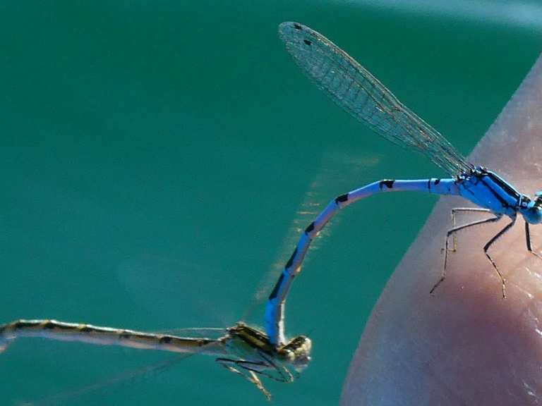 Supn Feringasee 🏄‍♀️ | Tour | Komoot