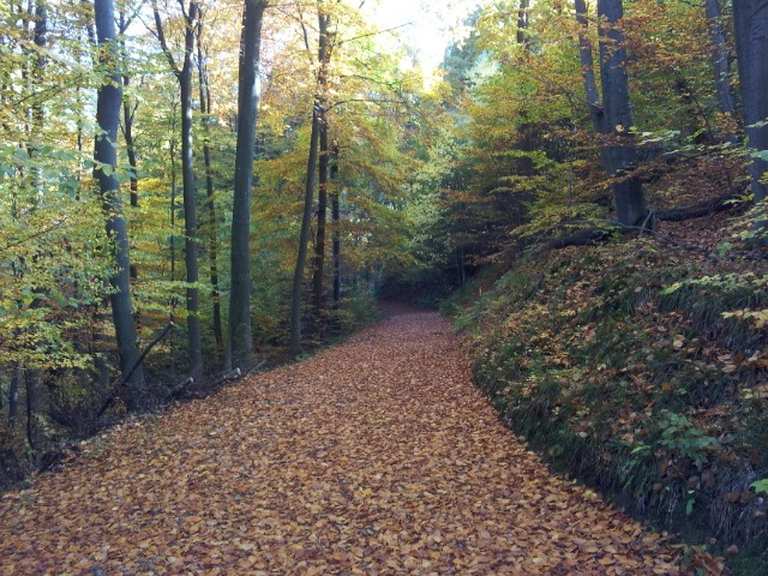 Waldesch-Layer Bergweg-Kondertal | Wanderung | Komoot