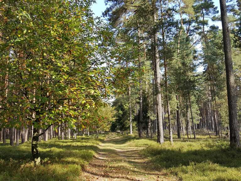 Von Sommerfeld durch die Rüthnicker Heide nach Löwenberg (RB-Beetz ...