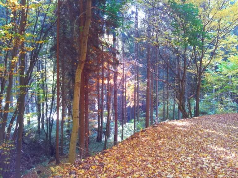 Waldesch-Layer Bergweg-Kondertal | Wanderung | Komoot