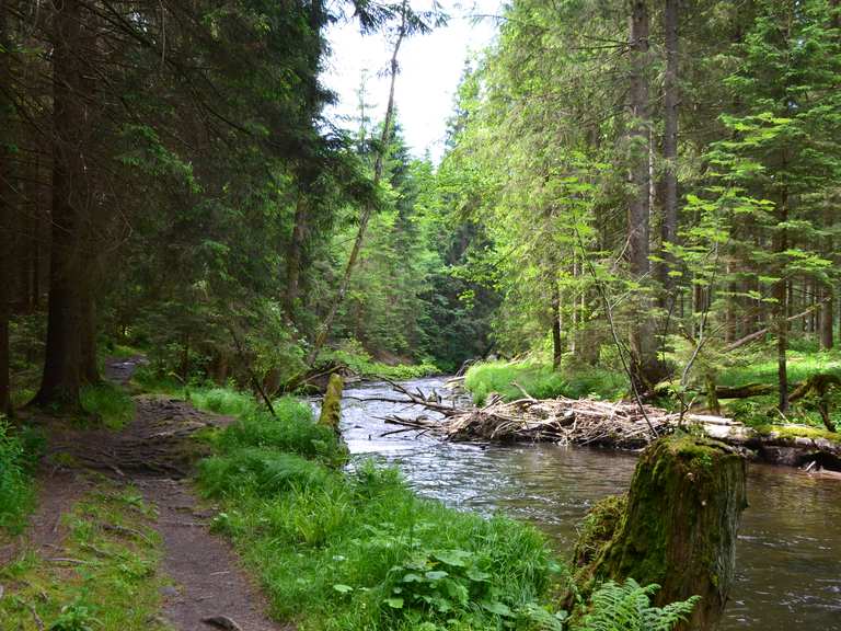 Unterwegs in Bayrisch Kanada: Flusswanderung Schwarzer Regen | Komoot