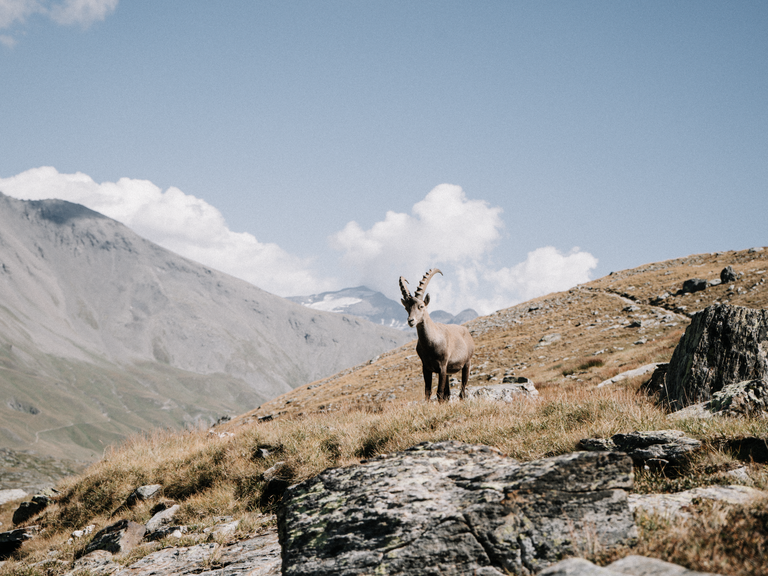 Een 4-daagse tocht langs bergmeren, berggeiten en berghutten in de ...