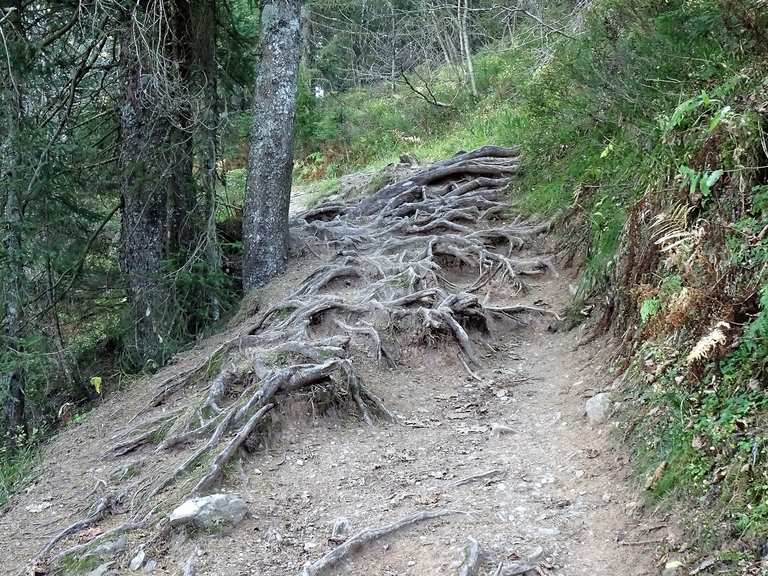 Wanderung - Feldberg - Premiumwanderweg Feldbergsteig - Wanderweg des ...