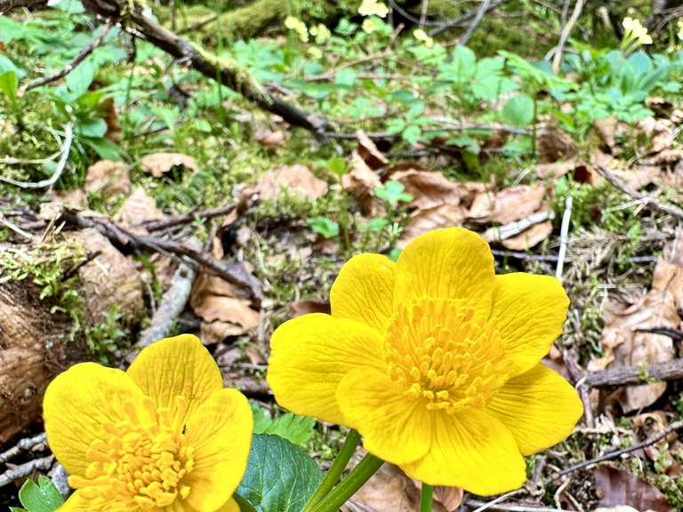 Seeblick - Juget-Alpe - Köpfle (1024m) 🤩 | Wanderung | Komoot