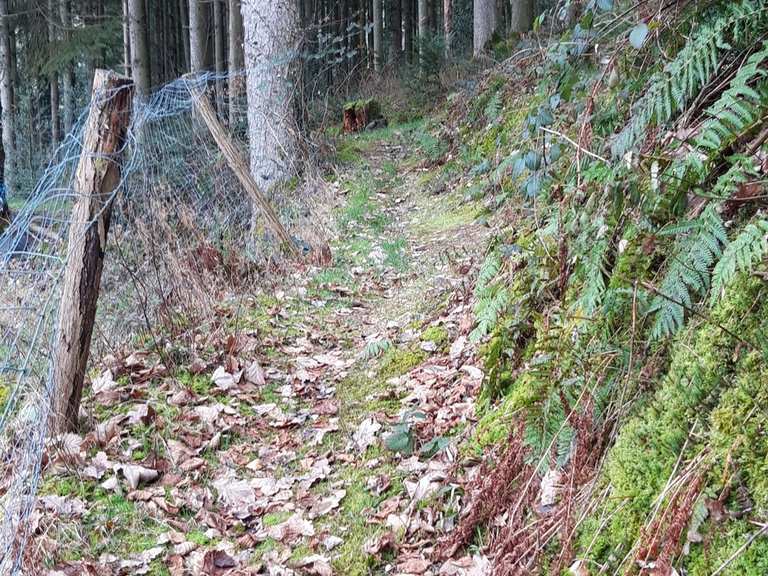 Dammwildgehege – Himmelsliege - Bollenhut Weg Runde von Kirnbach ...