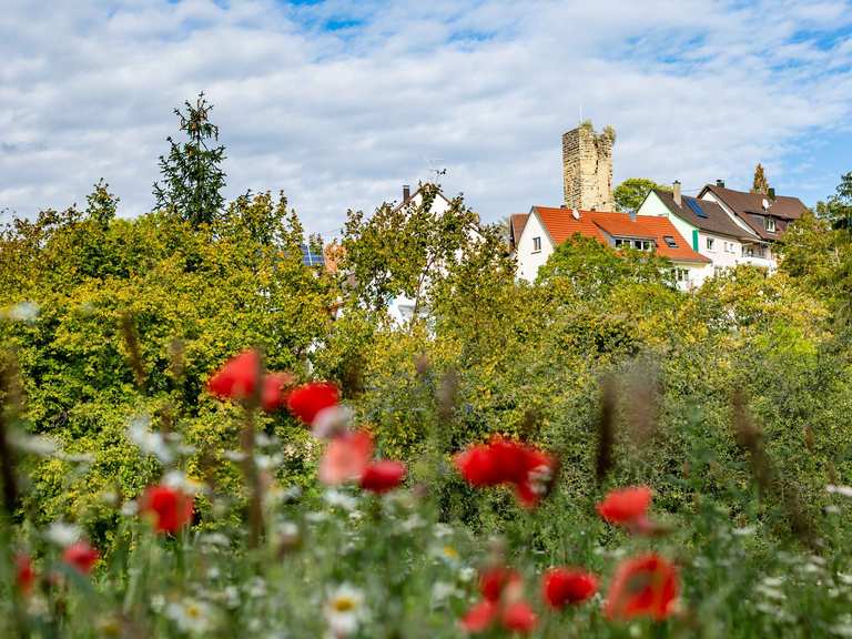 Tengen - 🌻Alpenblick🍂Wasserfall🌿🍁 | Wanderung | Komoot