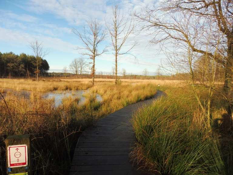 Averbode: wandelen door bos en heide | escursione | komoot