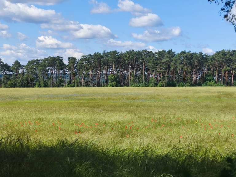 Wanderung durch die Lüneburger Heide - Sahrendorf-Wilseder Berg-Undeloh ...