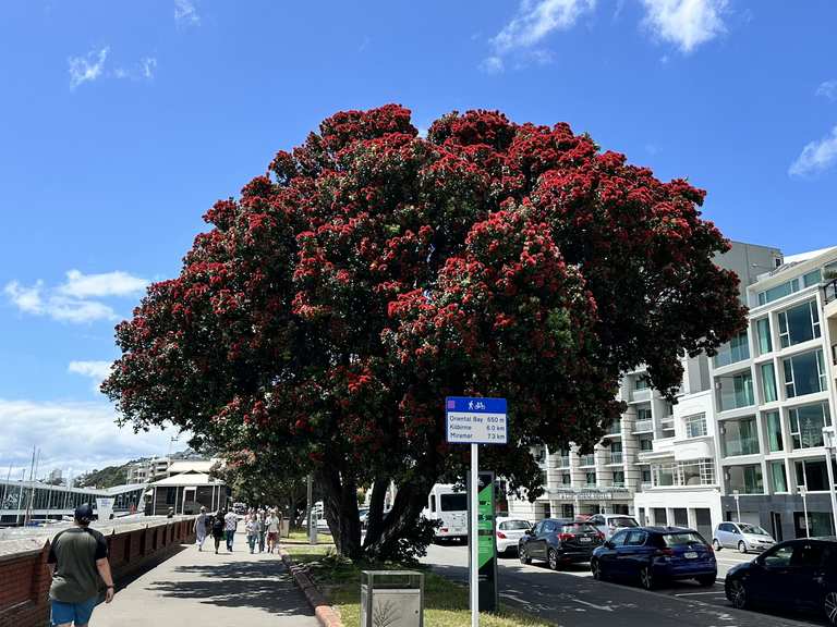 Aotearoa: Wellington Southern Walkway (Mt Victoria) | hike | Komoot