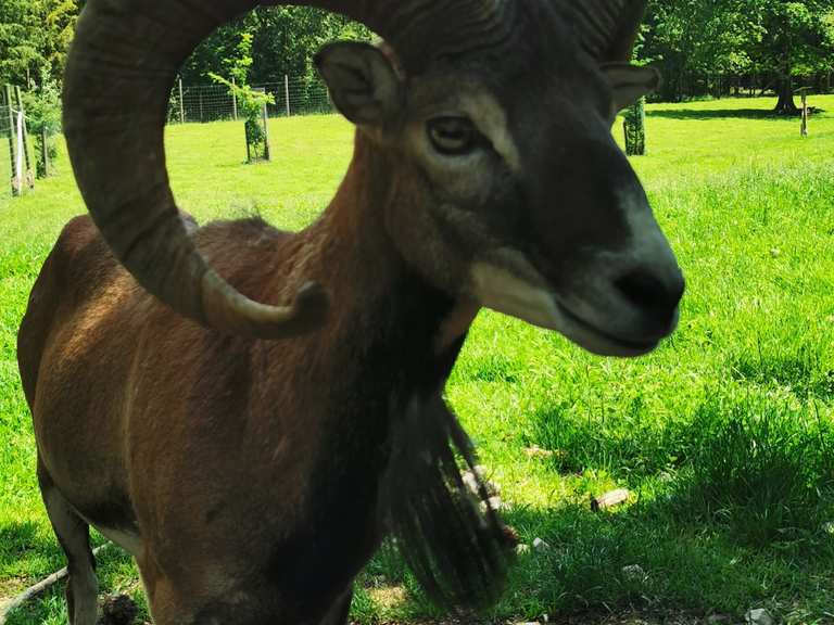 Wildtierpark Grünau 13.06.2020 | Wanderung | Komoot