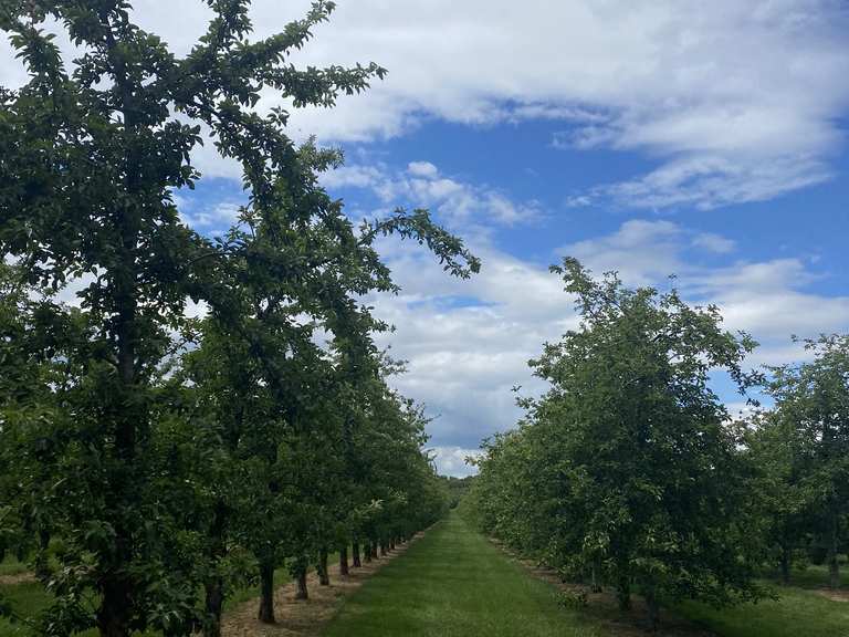 Wild swim and ramble around the orchards at West Lydford, Somerset ...