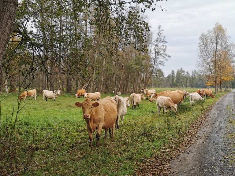 Leipe- Wotschofska - Lübbenau - Lehde- Leipe | Wanderung | Komoot